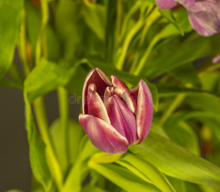 Bouquet of Fresh Multi-colored Spring Flowers of Different Varieties ...
