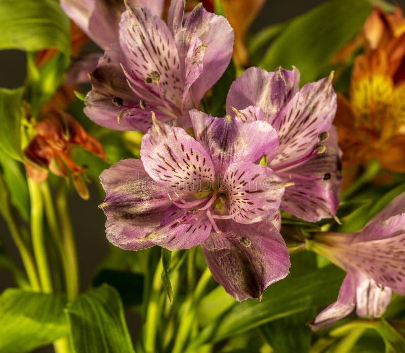 Bouquet of Fresh Multi-colored Spring Flowers of Different Varieties ...
