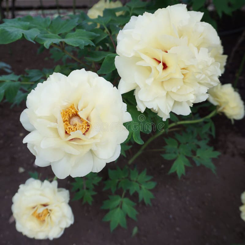Bouquet of Fresh Peonies. Blooming White Peonies Stock Photo - Image of ...