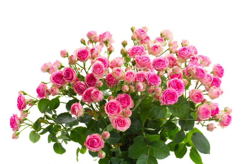 Pink roses stock image. Image of blossom, flower, gardening - 2822133