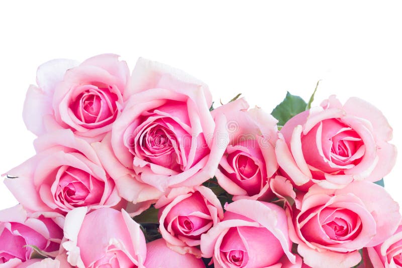 Bouquet of fresh roses stock photo. Image of celebration - 64330588