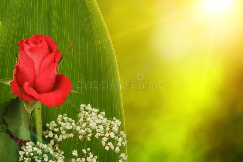 Bouquet of fresh red roses stock image. Image of arrangement - 28172687