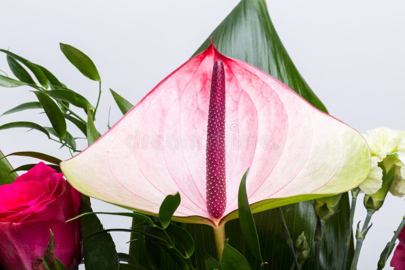 Xcarnation Stock Photos - Free & Royalty-Free Stock Photos from Dreamstime