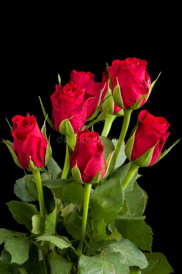 Bouquet fresh red roses stock photo. Image of gift, flowers - 111380930