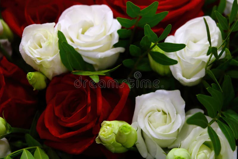 Bouquet of Fresh Red White Roses. Congratulations on the Holiday. Stock ...