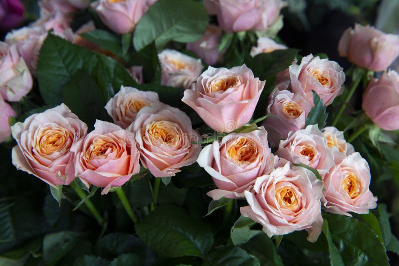 Bouquet of fresh roses stock image. Image of bouquet - 131738951