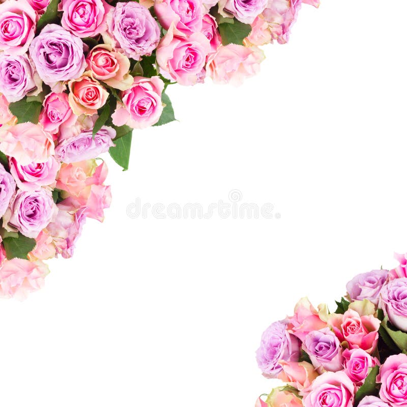 Fresh roses border stock image. Image of flora, beautiful - 18180643