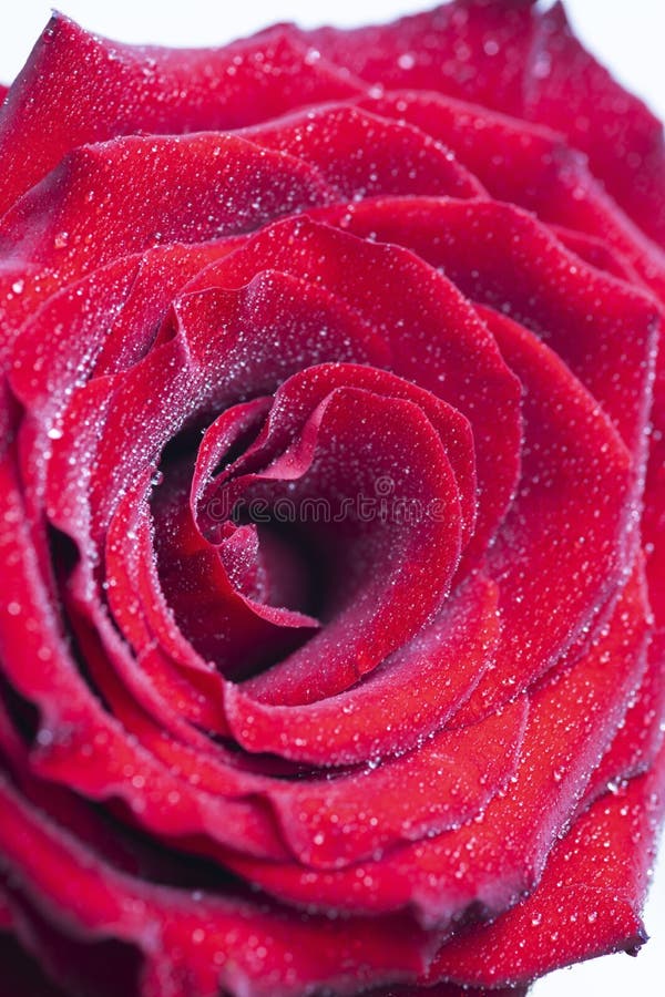 Bouquet of Fresh Roses, Floral Background Stock Photo - Image of floral ...