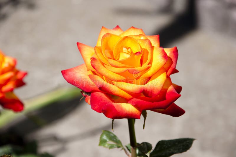 Bouquet of Fresh Roses, Flower Bright Background Stock Photo - Image of ...