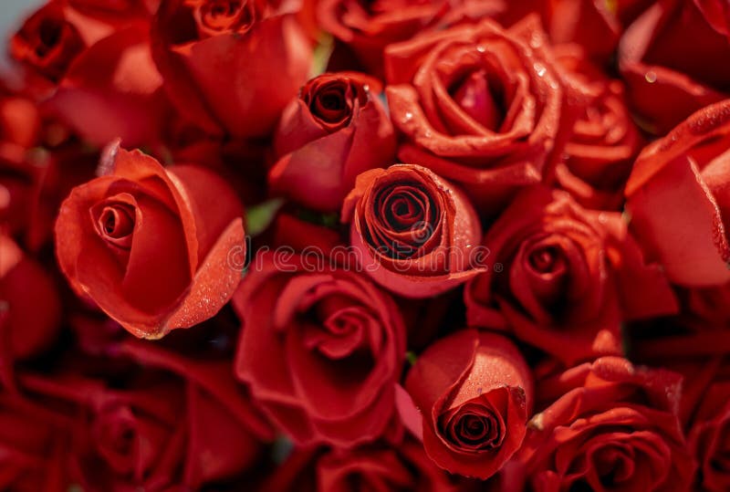 Bouquet of Fresh Roses, Flower Bright Background Stock Image - Image of ...
