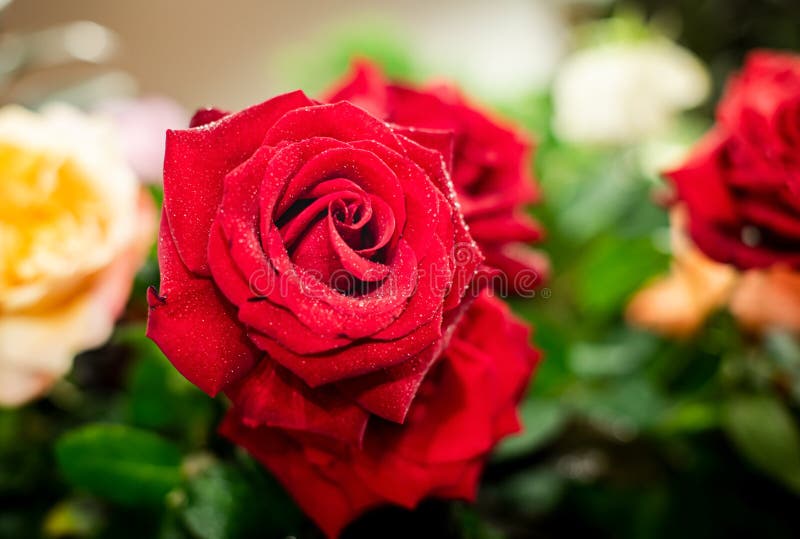 Bouquet of Fresh Roses, Flower Bright Background Stock Image - Image of ...