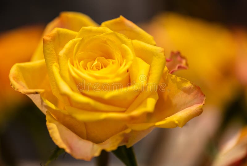 Bouquet of Fresh Roses, Flower Bright Background Stock Illustration ...