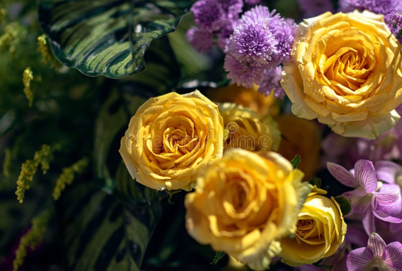 Bouquet of Fresh Roses, Flower Bright Background Stock Photo - Image of ...