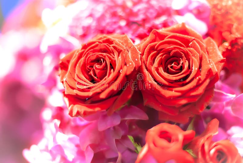 Bouquet of Fresh Roses, Flower Bright Background Stock Photo - Image of ...