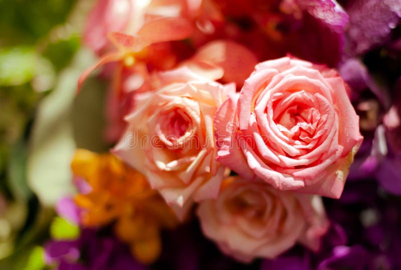 Bouquet of Fresh Roses, Flower Bright Background Stock Image - Image of ...