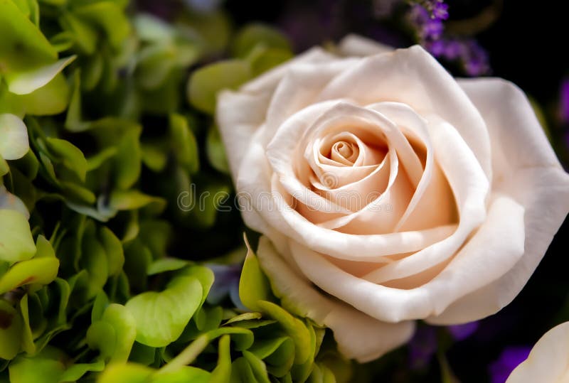 Bouquet of Fresh Roses, Flower Bright Background Stock Photo - Image of ...