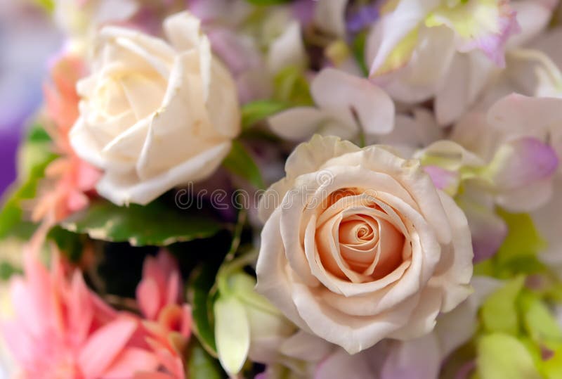 Bouquet of Fresh Roses, Flower Bright Background Stock Photo - Image of ...