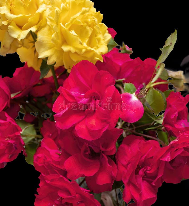 Bouquet of Fresh Roses, Flower Bright Background Stock Image - Image of ...