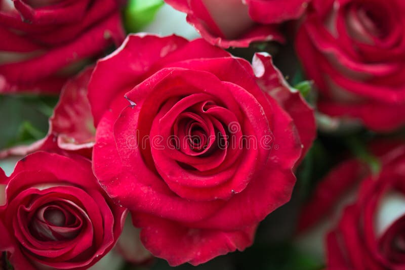 Bouquet of Fresh Roses, Flower Bright Background, Close-up Stock Photo ...
