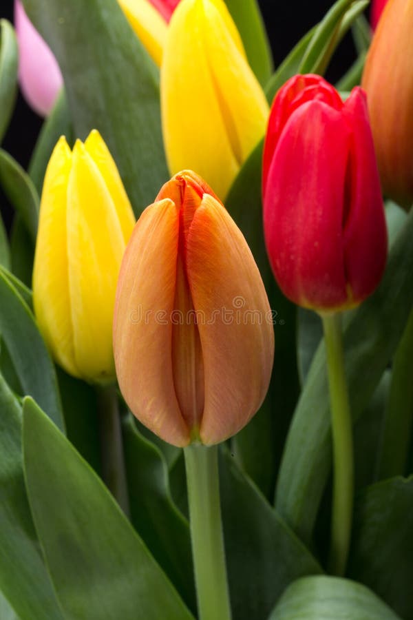 Bouquet of Fresh Spring Tulip Flowers Stock Photo - Image of holland ...