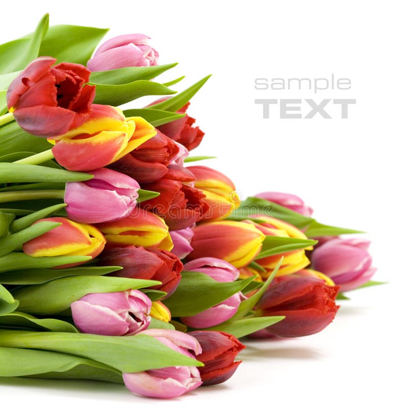 Fresh Tulips stock photo. Image of background, contrast - 9545934