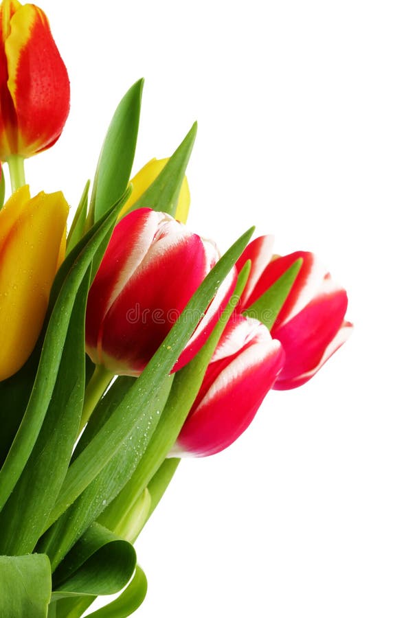 Fresh Tulips stock photo. Image of background, contrast - 9545934