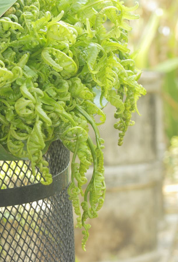 Bouquet of Fresh Vegetable Ferns Leaves. Stock Photo - Image of leaf ...