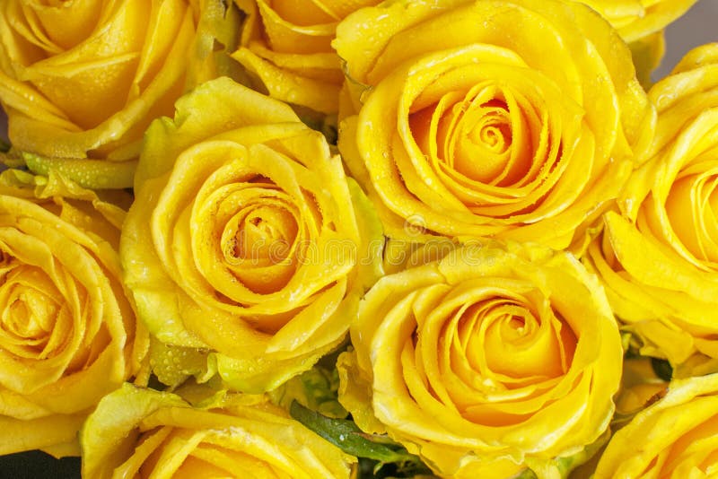 Fresh Cut Yellow Roses Bouquet at Imogen Parry-okeden blog