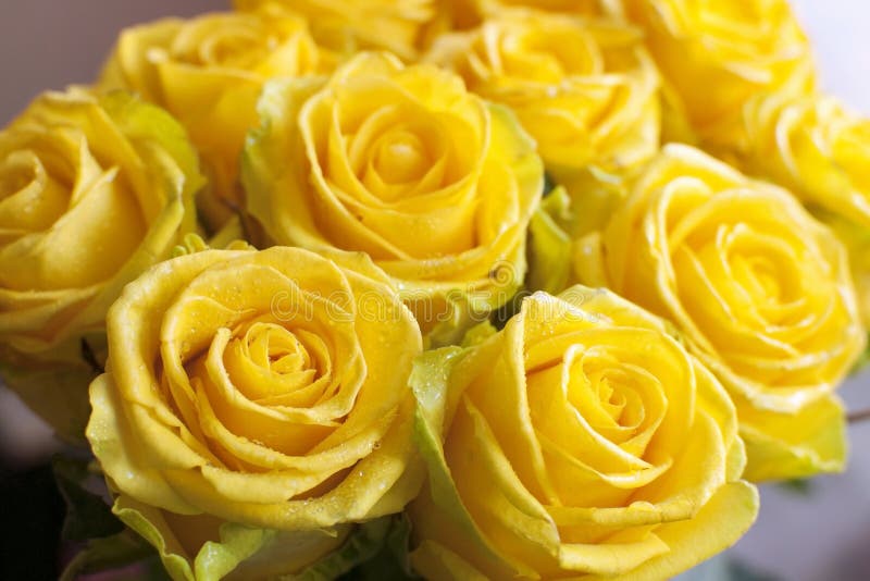 Bouquet of Fresh Yellow Roses Stock Photo - Image of flowers, macro ...