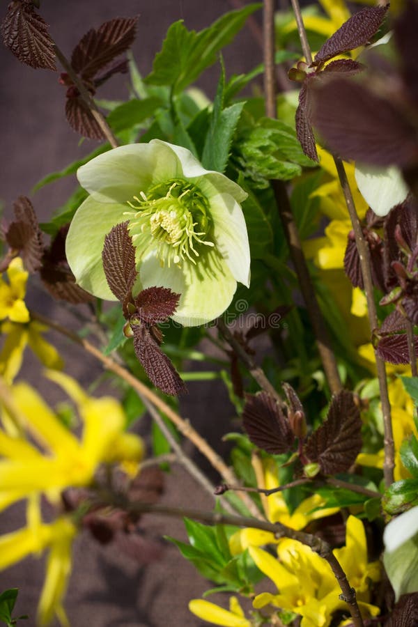 Bouquet stock photo. Image of green, spring, branch, nature - 71030980