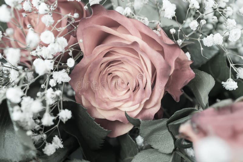 Gentle Pink Rose Isolated on White Stock Photo - Image of green ...