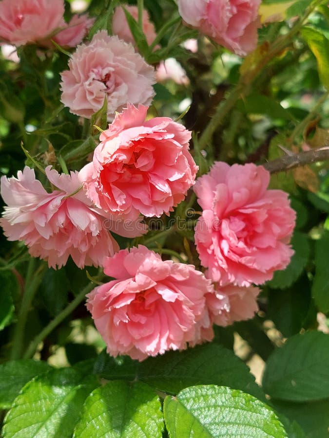 Bouquet Gently Refinement Right on the Bush Stock Image - Image of bush ...