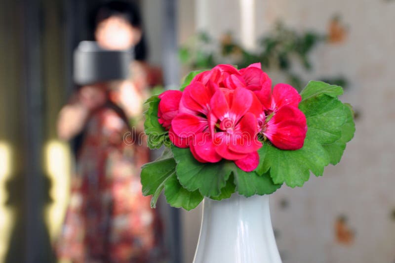 A Bouquet of Geranium Pelargonium Flowers in a Vase in a Room Stock ...