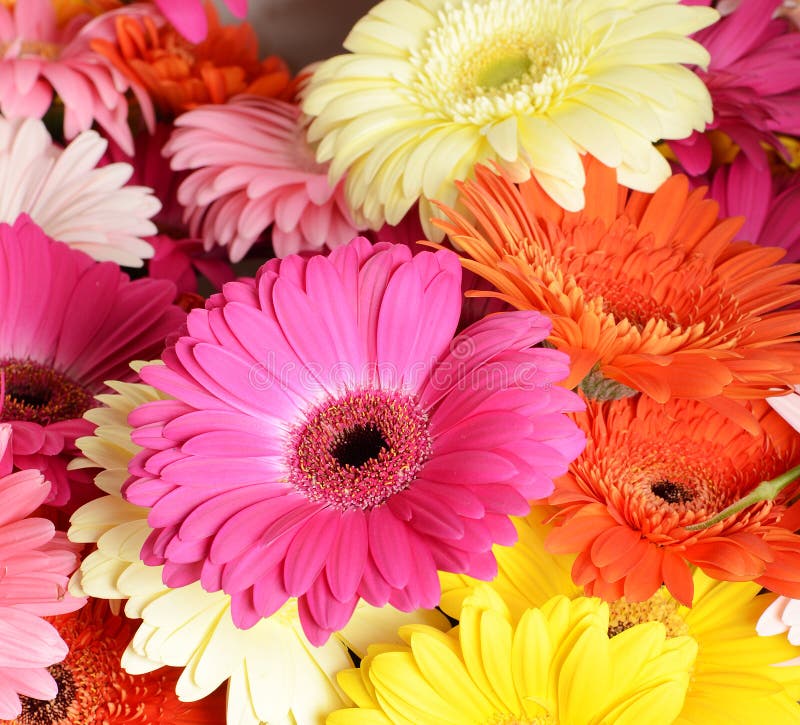 Bouquet of Gerbera flowers stock photo. Image of gerbera - 28414174