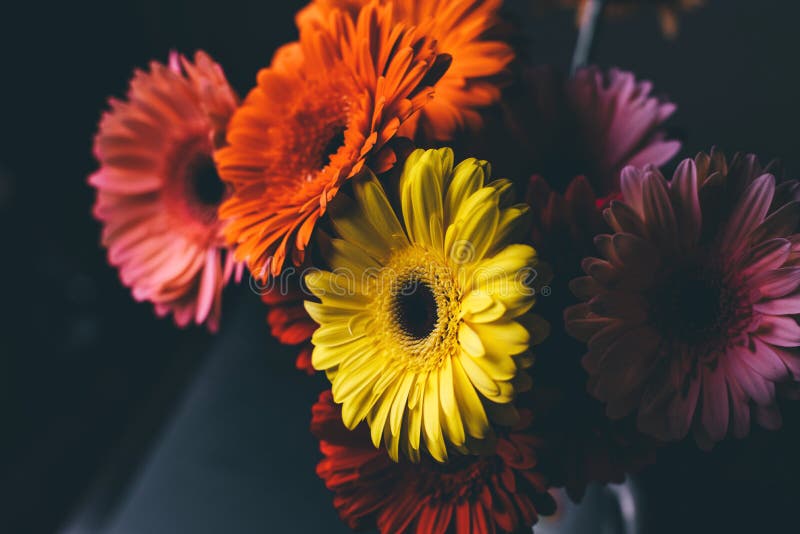 Bouquet of Gerberas of Different Colors on a Black Background. Stock ...