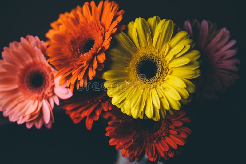 Bouquet of Gerberas of Different Colors on a Black Background. Stock ...
