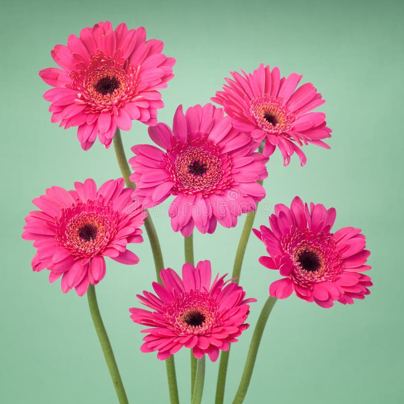 Bouquet Pink Germini Flowers Stock Photos - Free & Royalty-Free Stock ...
