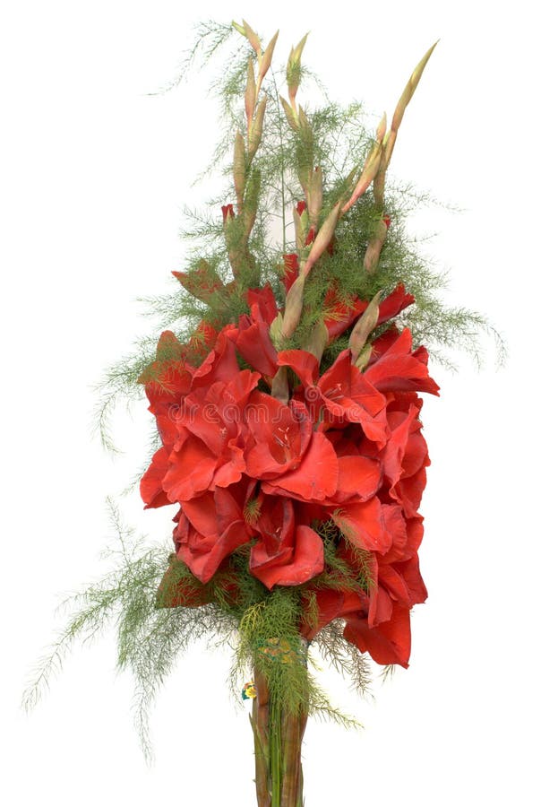 Bouquet from Gladiolus stock photo. Image of bunch, backgrounds - 10760470