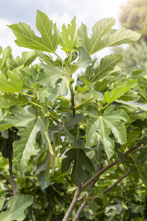 Bouquet of Green Figs on a Fig Tree.Vertical Photo Stock Image - Image ...