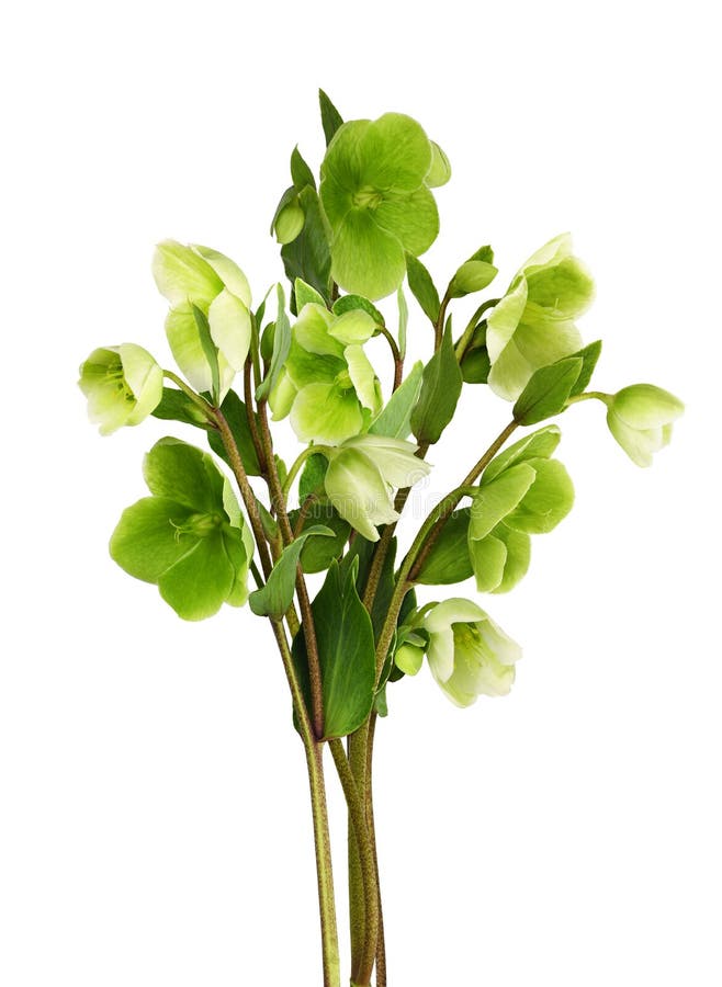 Bouquet of Green Hellebore Flowers Isolated Stock Photo - Image of ...