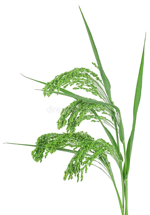 Bouquet of Green Millet Spikelets Isolated on White Background. Millet ...