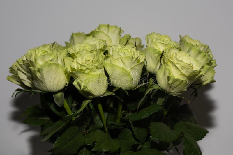 A bouquet of green roses stock image. Image of vegetable - 342762959