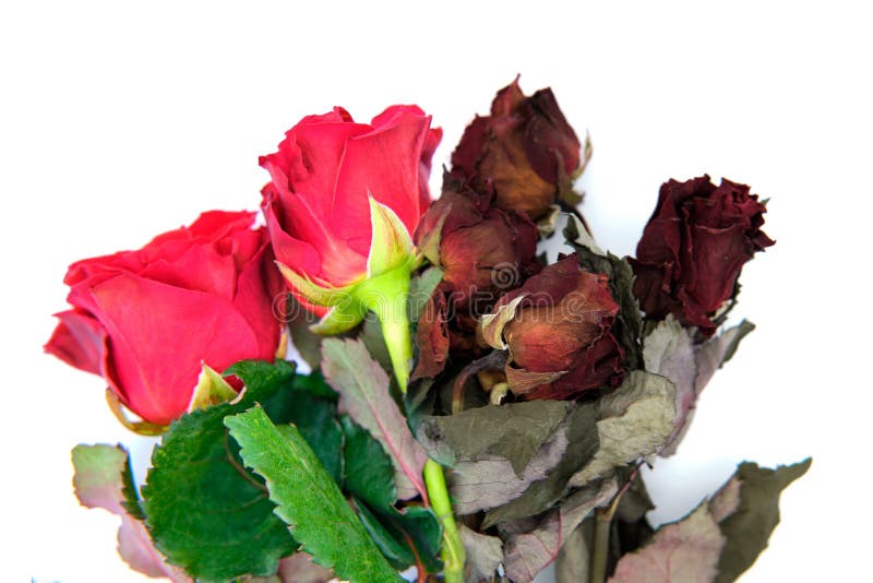 Half Dead Roses Stock Photos - Free & Royalty-Free Stock Photos from ...