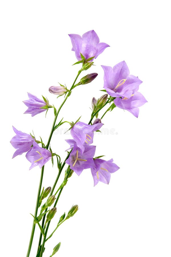 14,162 Bouquet Spring Season Hand Stock Photos - Free & Royalty-Free ...