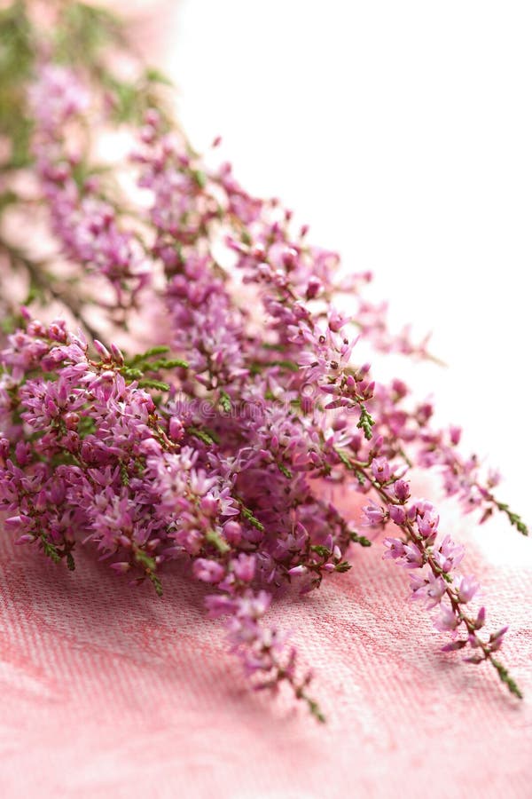 Bouquet of heather flowers stock image. Image of flower - 7028873