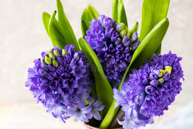 Bouquet of Hyacinths on a Light Background Stock Image - Image of ...