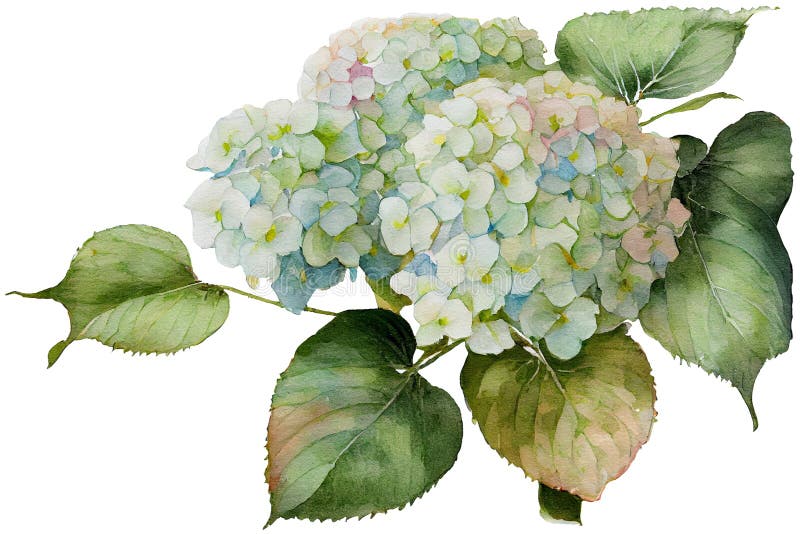 Bouquet of Hydrangea on a White Background, Watercolor Drawing Stock ...
