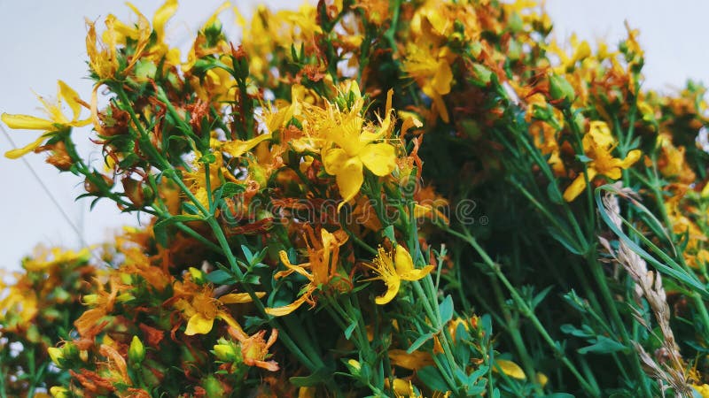 Bouquet of Hypericum Flowers Stock Image - Image of bouquet, yellow ...