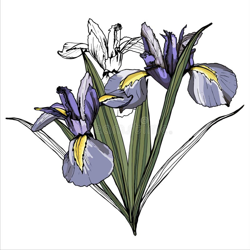 Bouquet of Iris Flowers. Isolated Over White Background Stock Vector ...