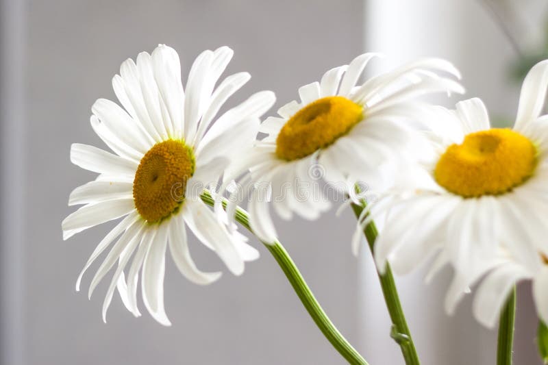 A Bouquet of Large Daisies in a Vase on a White Background. Medium Plan ...